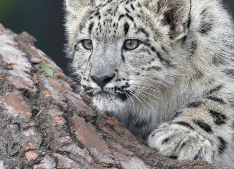 Loupe: Snow leopards | Christopher Ward